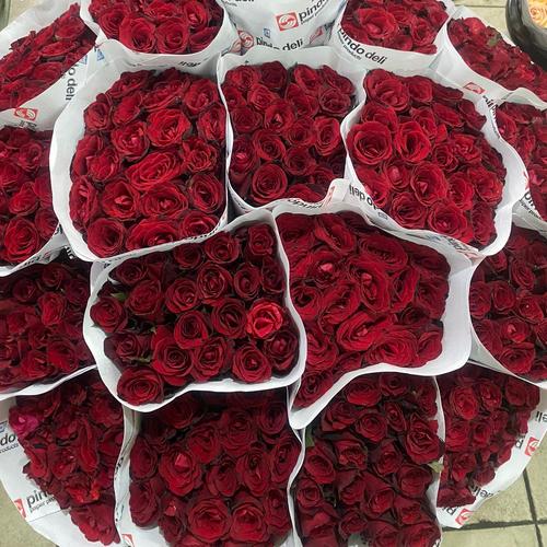 Jual Bunga mawar malang merah fresh - Jakarta Barat - Florist JKT ...