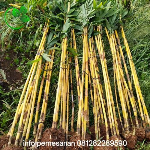 Jual tanaman bambu kuning panda pohon bambu kuning hias tanaman bambu ...