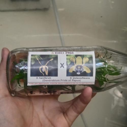 Jual Botolan Anggrek Dendrobium D. Hamiferum x D. Violaceflavens ...