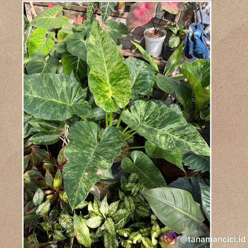 Jual philodendron marble variegata besar on pot besar dia 40cm - Kota ...