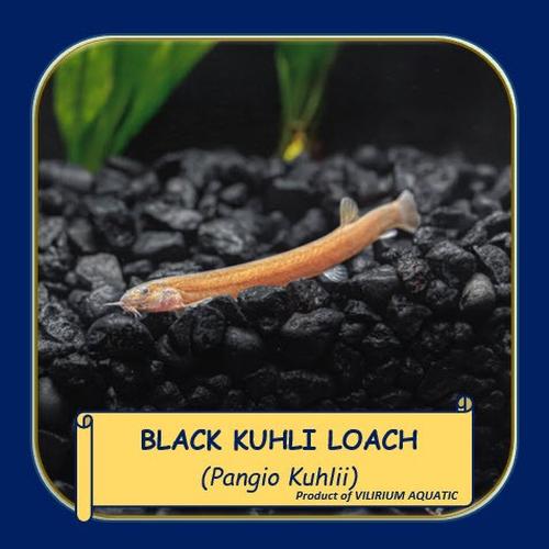 Jual IKAN HIAS AIR TAWAR - KUHLI LOACH HITAM / KUHLILOACH HITAM / BLACK ...