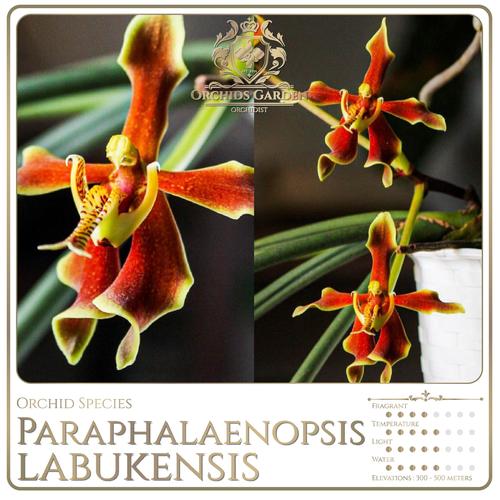 Jual ORCHIDSGARDEN Paraphalaenopsis labukensis Anggrek KOLEKTOR ...