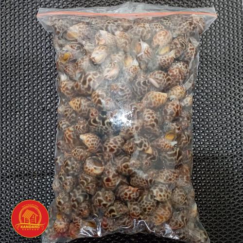Jual Kerang Keong Macan Frozen 1kg - Jakarta Utara - Kandang Seafood ...