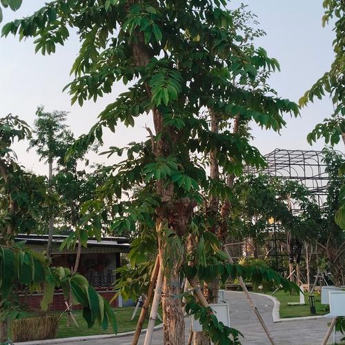 Jual pohon bungur besar diameter 20-25 cm - Kota Depok - Kelapa ijo ...
