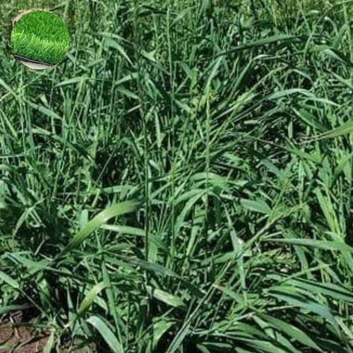 Jual Benih Rumput Steno - Rumput penghijauan 250gram - 1kg - 1kg - Kab ...