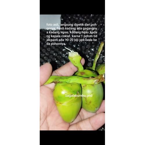 Jual Beluluk kelapa kecil untuk obat kencing manis Tembuluk kelapa ...