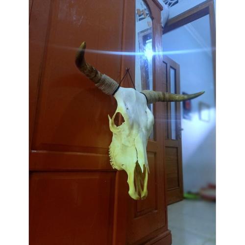 Jual #444 Hiasan Dinding imut Tengkorak Sapi Pajangan Rumah Dekorasi ...