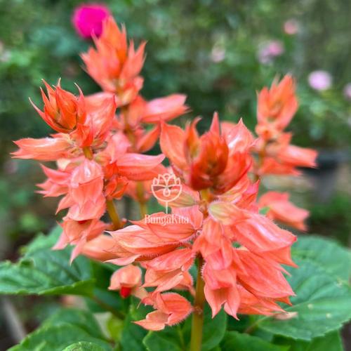 Jual Tanaman Hias Bunga SALVIA SPLENDENS Warna Peach - Kab. Bandung ...