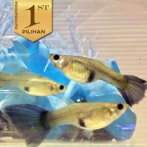 Jual Paket Koloni (isi 10) Guppy Blue Moscow Betina Ikan Hias Aquascape Hiasan Aquarium Tanaman ...