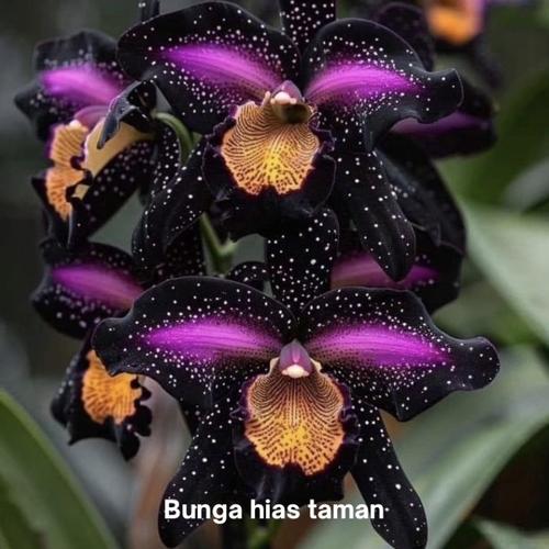 Promo Tanaman hias anggrek dendrobium black purple sudah knop/spike ...