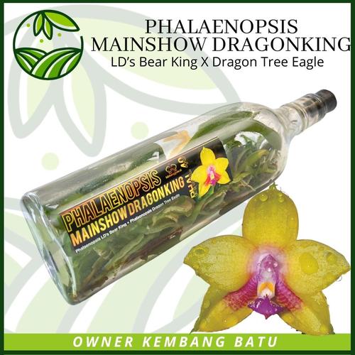 Jual Anggrek Bulan Botolan MAINSHOW DRAGONKING Botol Besar Siap Aklim ...