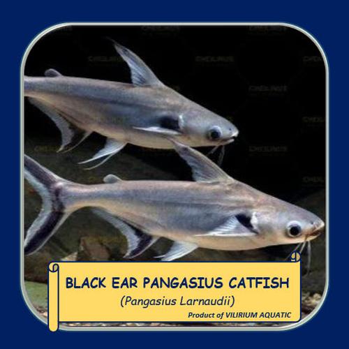 Jual IKAN HIAS AIR TAWAR - BLACK EAR CATFISH / BLACK EAR PANGASIUS CATFISH / PANGASIUS LARNAUDII ...