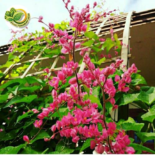 Promo paket 10 tanaman hias - tanaman rambat isi 10 pohon - Kab. Bogor ...