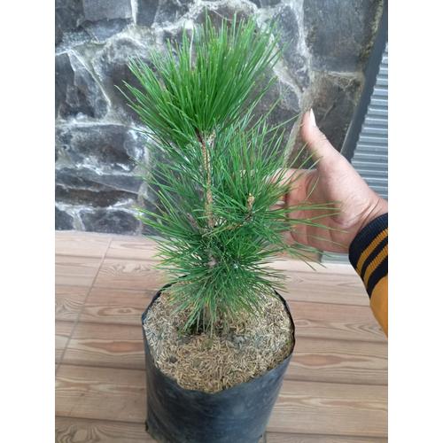 Jual Pohon Japanese Black Pine / Pinus Hitam Jepang ( untuk bahan ...