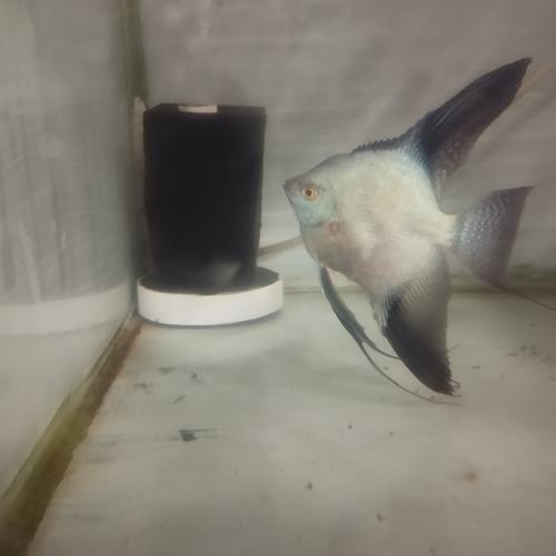 Jual ikan hias manfish Bulgarian seal point (BSP) - 3cm - Kota Depok ...