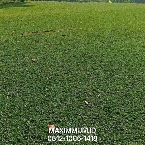 Promo promo RUMPUT GAJAH MINI SATU METER - Kota Tangerang Selatan ...