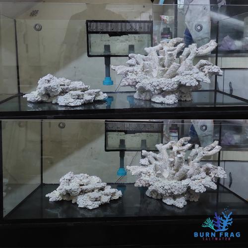 Jual SCAPING MIX REEF SPS LPS 100 CM - Jakarta Timur - BURN FRAG ...