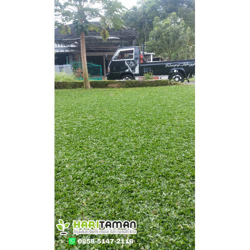 Jual Jual rumput gajah mini batu terbaik - Kab. Malang - rumput gajah ...