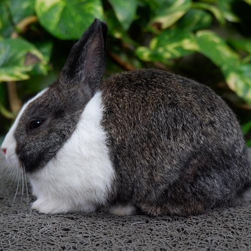 Jual Kelinci Hias Dutch (KKrabbit Yogyakarta) - Kab. Bantul - KoaKa ...