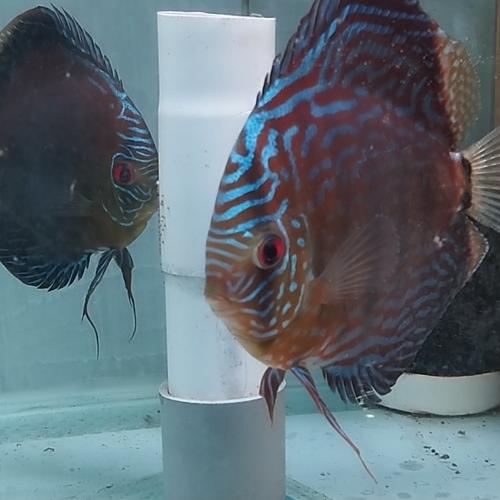 Jual ikan hias Discus Blue Turquiz - 2cm - Kota Depok - gibran farm ...