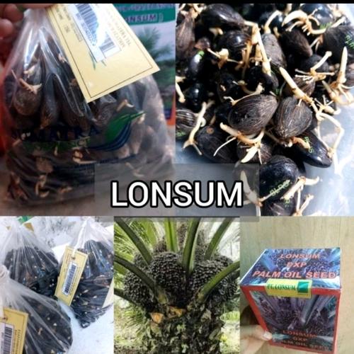 Jual Sawit Lonsum /Tanaman kelapa sawit LONSUM - Kab. Batu Bara ...