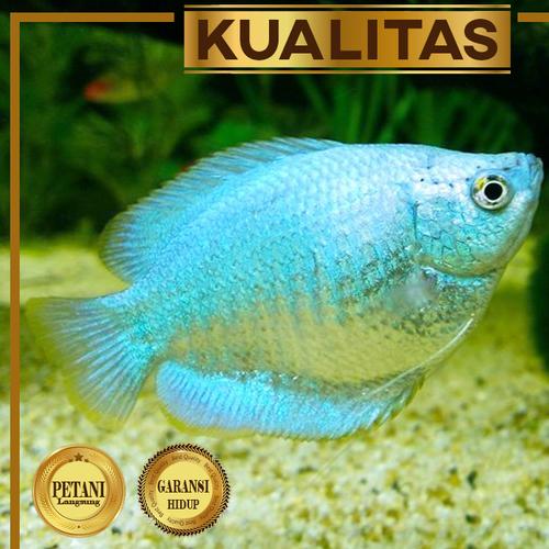Jual Sepat Neon Blue Gourami Ikan Hias Aquascape Hiasan Aquarium ...
