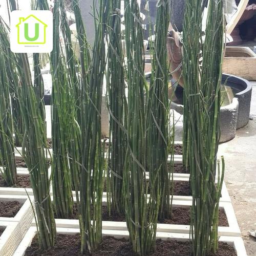 Jual POT MINIMALIS DAN TANAMAN BAMBU READY - Kota Depok - potcantik888 ...
