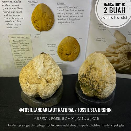 Jual Fosil Landak Laut Purba B15 atau Fossil Sea Urchin atau Fosil ...