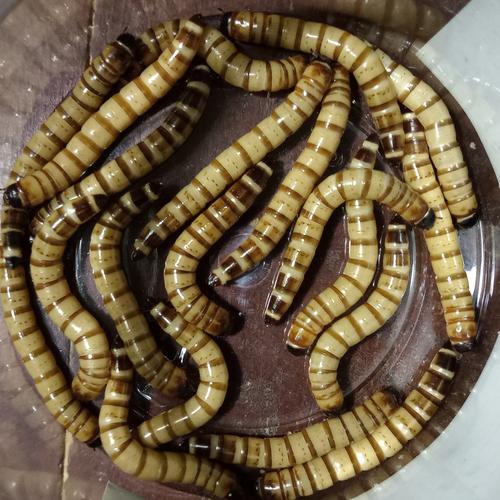 Jual ULAT JERMAN HIDUP 250 GRAM - 250 gram - Kab. Pasuruan - ULAT ...