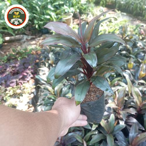 Jual Hanjuang Mini Tanaman Anjuang Mini Tanaman Andong Mini - Kota ...