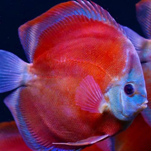 Jual DISCUS 1'INCH MIX/ IKAN HIAS AIR TAWAR - turquis, tidak garansi ...