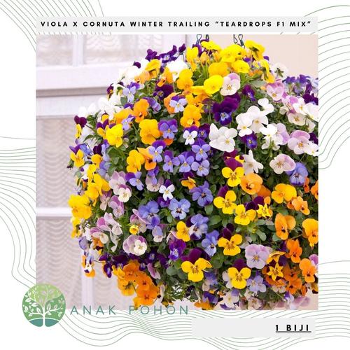 Jual Benih Bibit Biji - Bunga Viola Teardrops F1 Mix Winter Trailing (Viola x cornuta) Edible ...