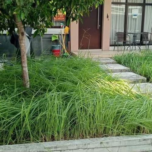 Jual tanaman rumput gajah mini ready - Kab. Bogor - jualan rumput gajah ...