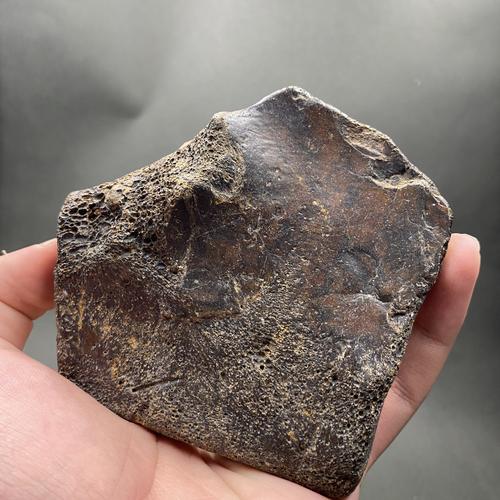 Promo RARE | Glacial Fossilized Mammal Hip Pelvis Bone Fragment Fossil ...