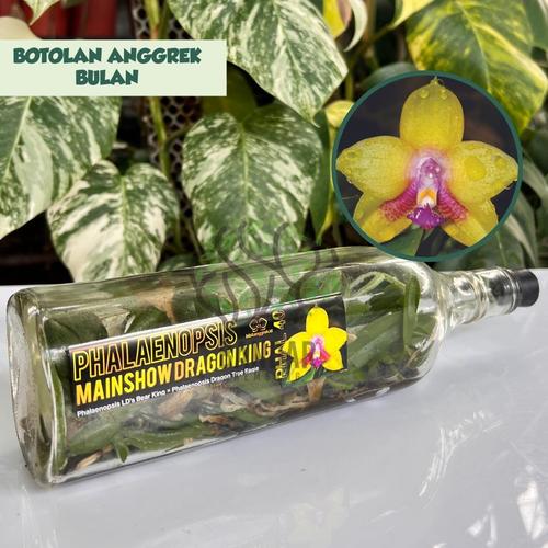 Jual Anggrek Koleksi Botolan Bulan MAINSHOW DRAGON KING Botol Besar ...