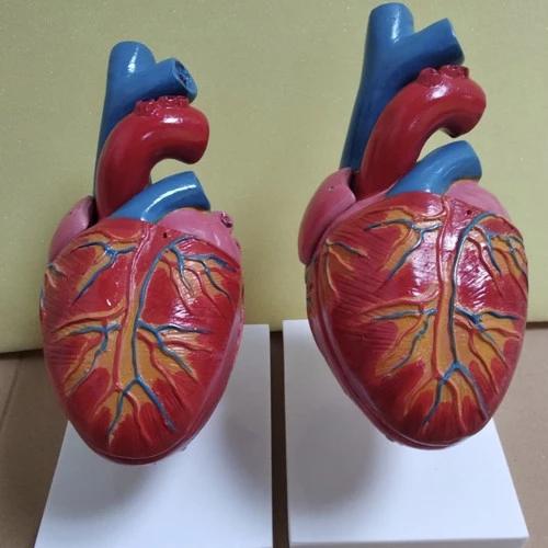 Jual Model Jantung PVC murah / model anatomi jantung PVC - Jakarta ...