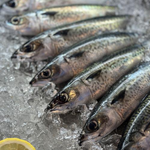 Jual Ikan Salem Biru Segar / Fresh Blue Mackerel Fish 1 KG - Kota ...