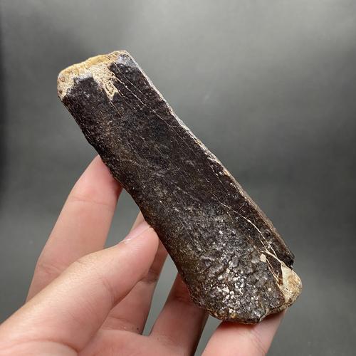 Jual RARE | Glacial Fossilized Mammal Leg Bone Fragment Fossil Batu ...