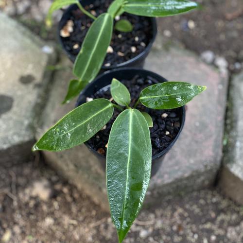 Jual anthurium warocqueanum dark form ecuador original !! From seeds ...