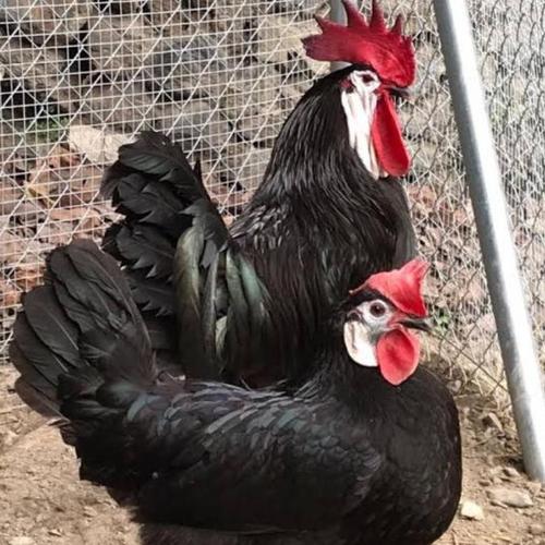 Jual SPECIAL TELUR AYAM HIAS WHITE FACE SPANISH FERTIL UNTUK DITETASKAN ...