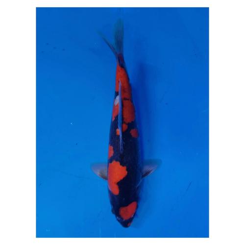 Jual 12. Koi Import Jepang Kuro Goshiki (Sertifikat Kaneko) 35cm Show ...