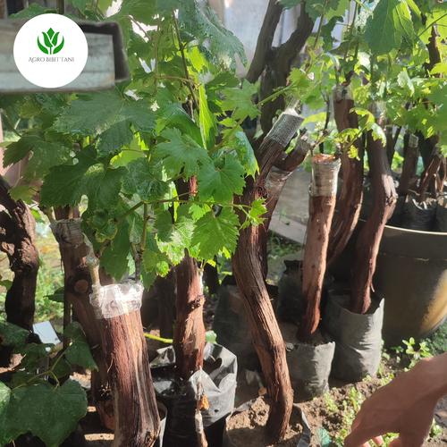 Promo Tanaman Anggur Impor Batang Besar Pohon Anggur Batang Jumbo 2 ...