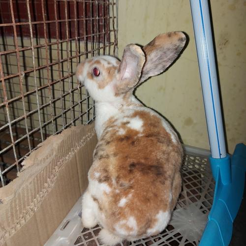 Jual kelinci rex siapan atau indukan murah - broken - Kab. Bekasi - Sjk rabbit | Tokopedia