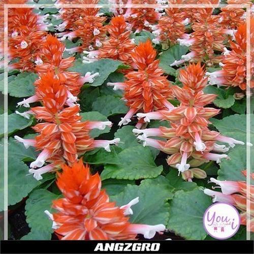 Jual Benih Bunga Salvia Reddy Scarlet Bicolor 20 seeds - Kota Surabaya ...