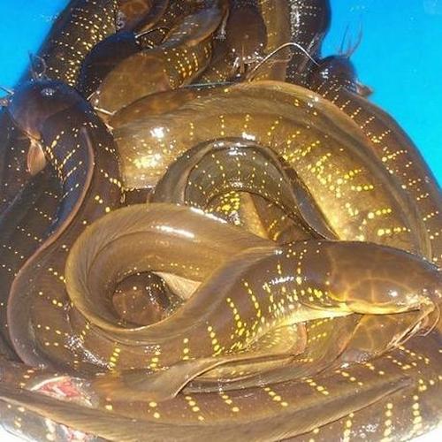 Jual Ready || Lele Lembat Exotic Tankmate Ikan Predator - -+20cm - Kota ...