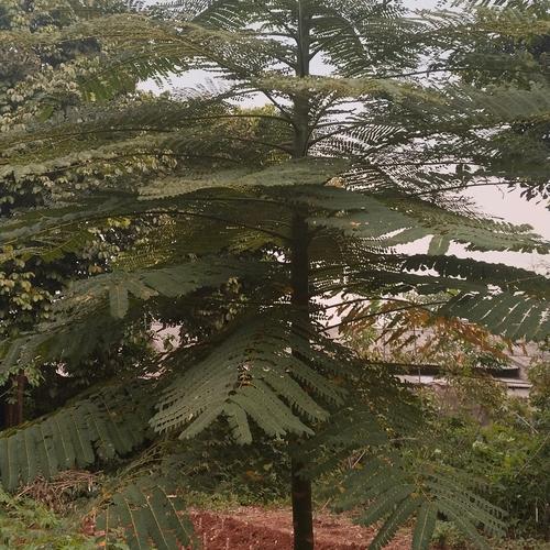 Jual pohon solobium,pakis Brazil,parahyba tinggi 4 meter - Kota Depok ...