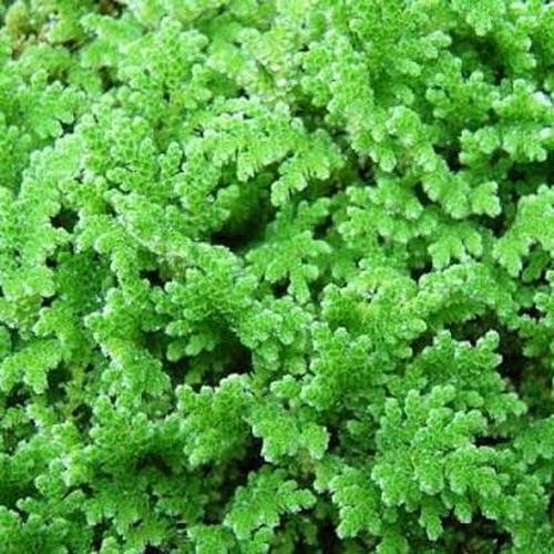 Jual Azolla Microphylla Segar 1kg - Kota Tangerang Selatan - POR ...