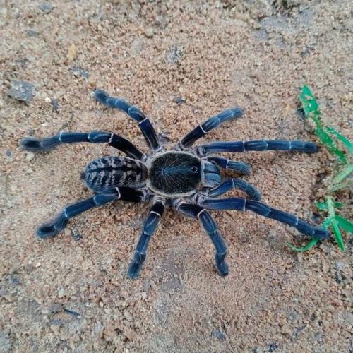 Jual Exotic Pet Tarantula Haplopelma Longipes 3cm - Kota Semarang ...