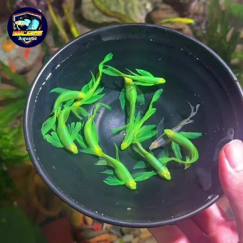 Jual ikan hias danio slayer longfin isi 5,10,15,20 ekor ikan unik ...