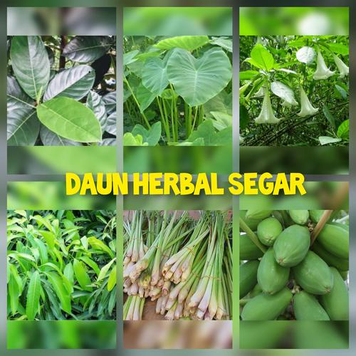 Jual daun segar obat herbal /pepaya muda/daun serai/daun talas/daun ...